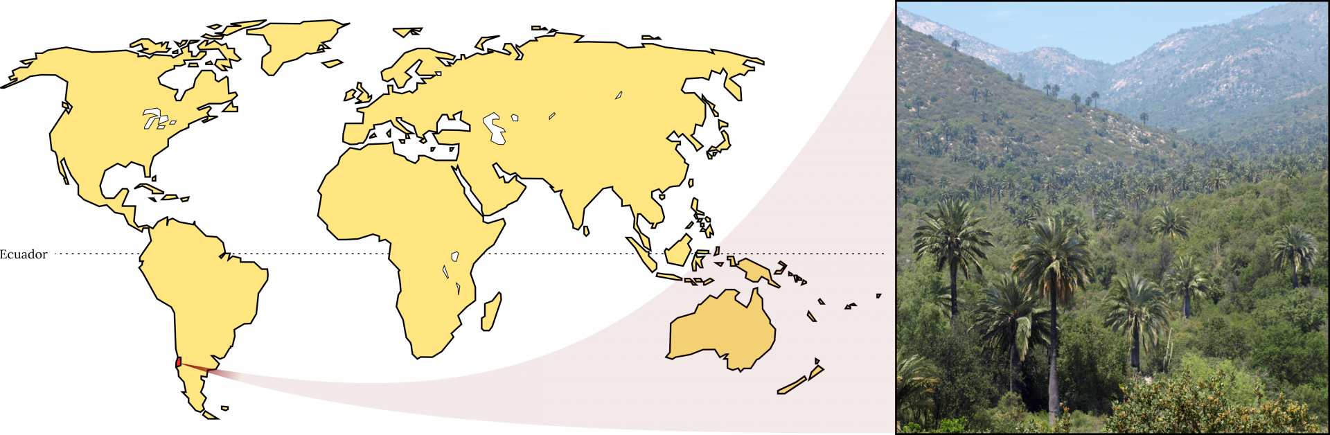 COCO CHILENO (Jubaea chilensis) - Palmer Brothers