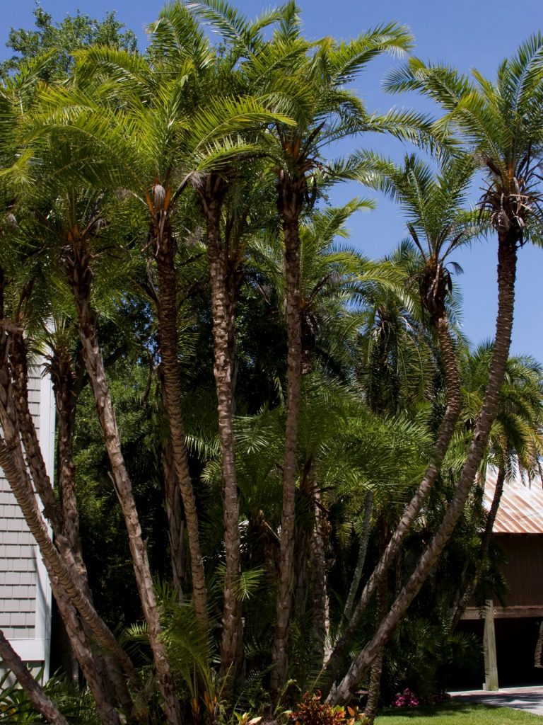 SENEGAL DATE PALM (Phoenix reclinata) - Palmer Brothers