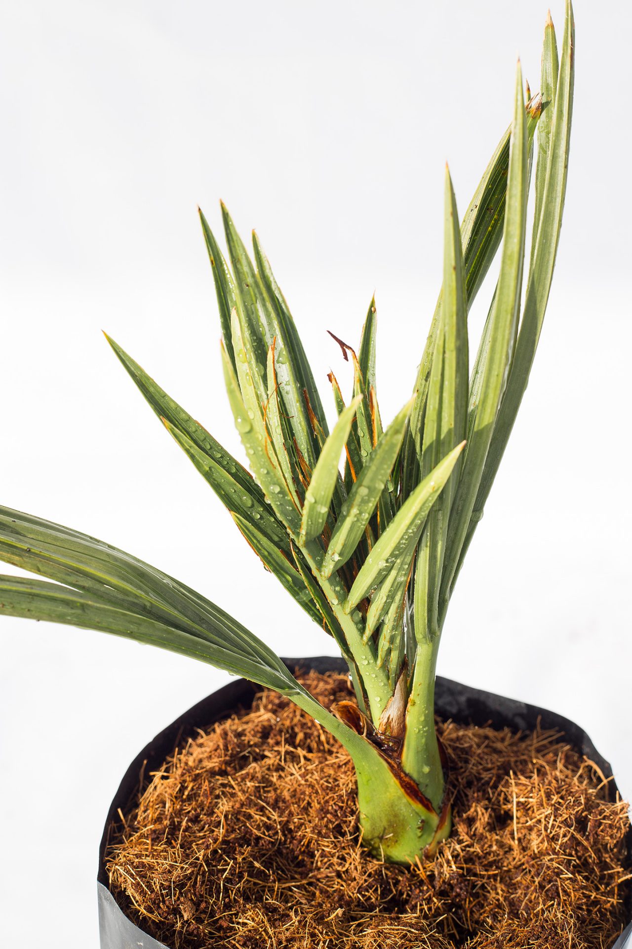 5 razones para comprar nuestras palmeras mini - Palmer Brothers